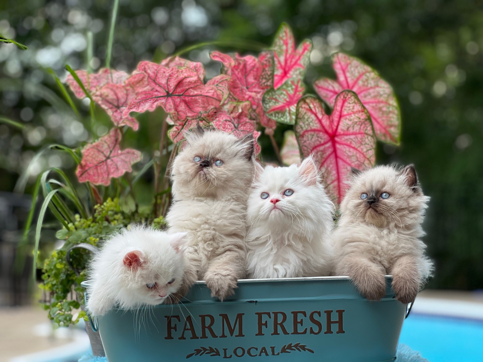 Hickory Hollow Himalayans & Terriers – CFA registered Himalayan and top ...